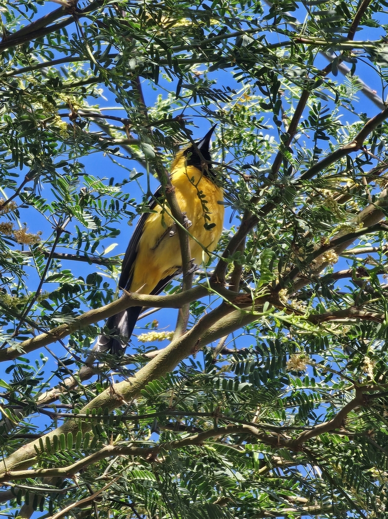 Hooded Oriole from 23880, El Jaral, 23880 Loreto, B.C.S., México on ...