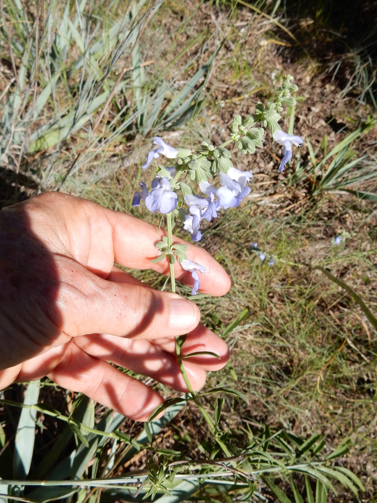 giant blue sage (Nash Prairie Plants List) · iNaturalist