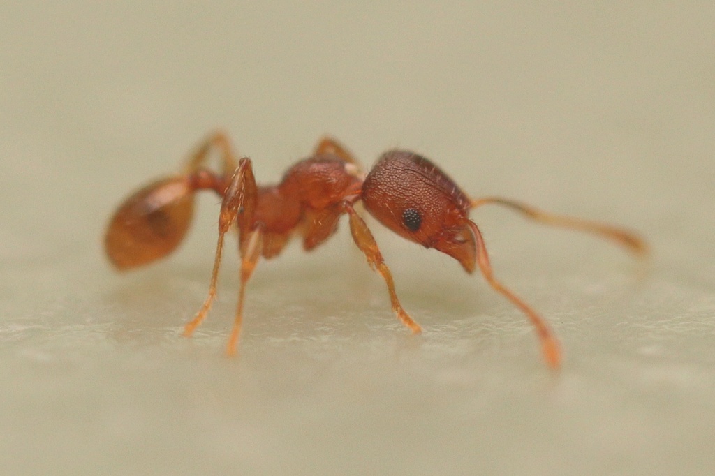 Big-headed Ants from Ruawai, New Zealand on April 13, 2025 at 09:37 AM ...