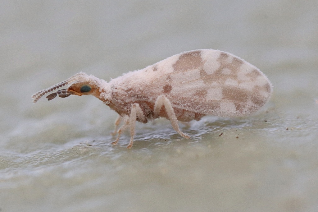Heteroconis ornata from Ruawai, New Zealand on April 12, 2025 at 08:36 ...
