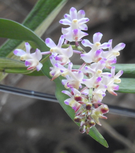 Aerides inflexa · iNaturalist