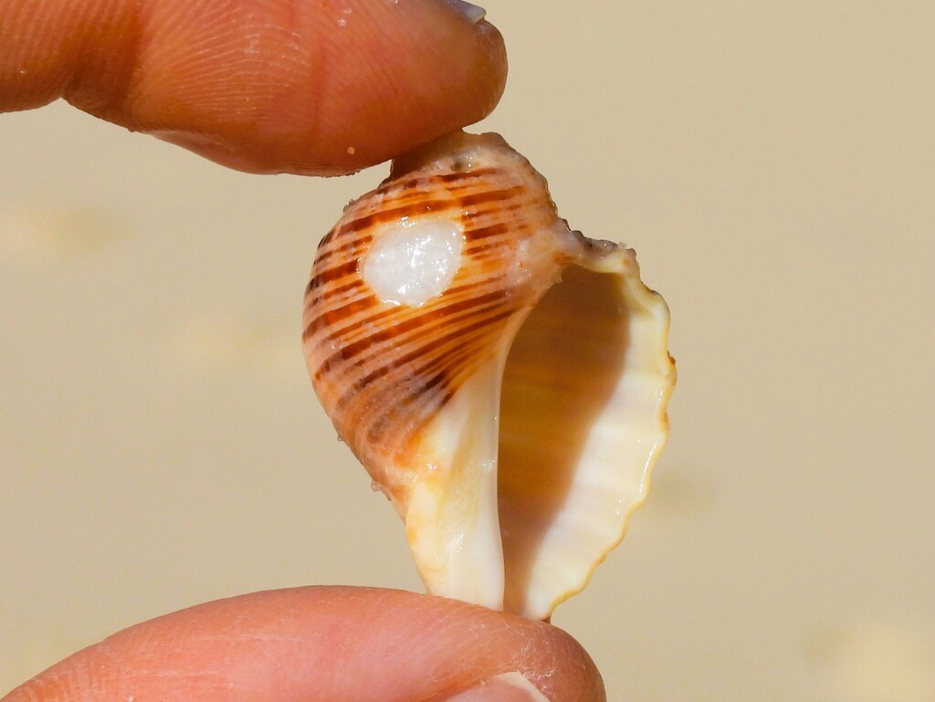 Cart-Rut Shell from Burgess Beach, Forster NSW, Australia on April 17 ...
