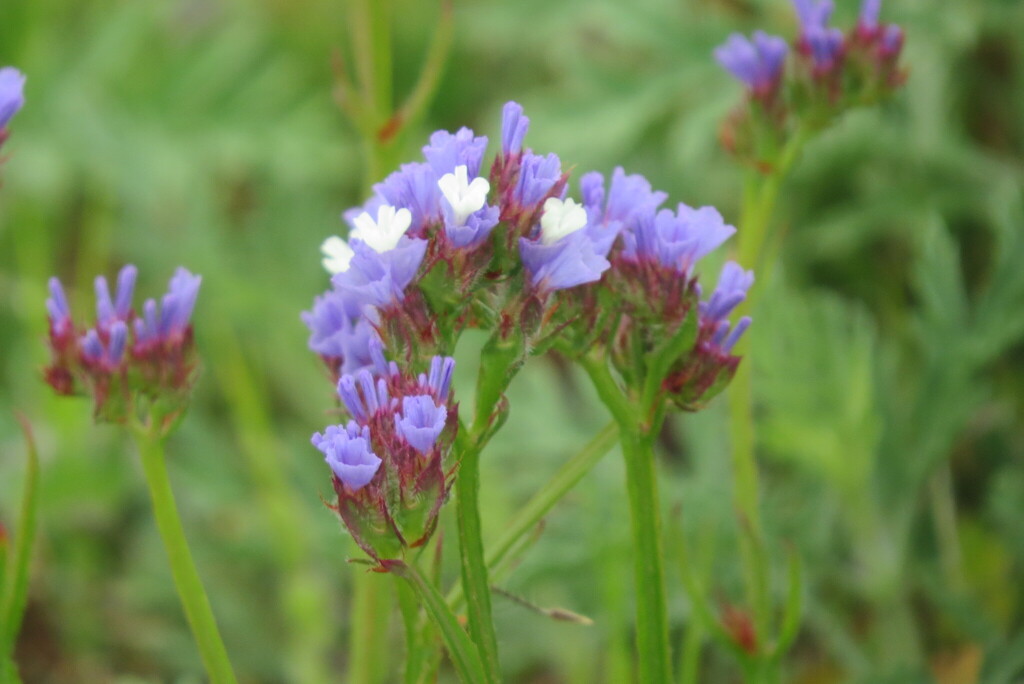 Blue statice from Montiel Park, Montiel Rd, San Marcos, CA 92069, USA ...