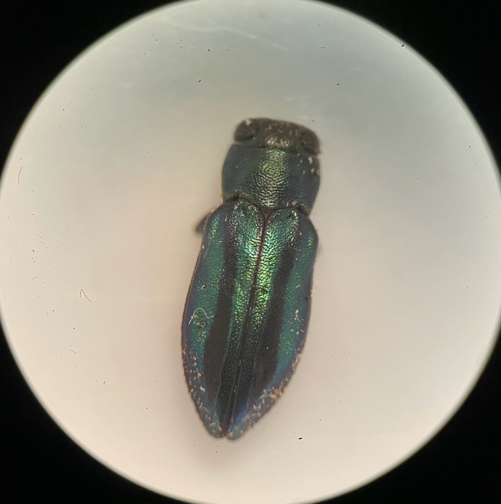 Chrysobothris purpureovittata from Pearsall, TX, US on April 16, 2025 ...