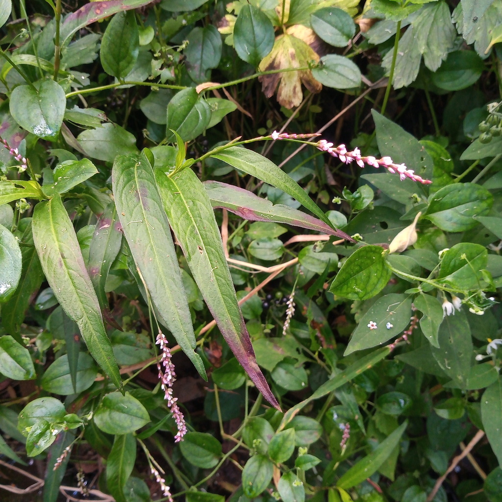 slender knotweed from Monbulk VIC 3793, Australia on April 14, 2025 at ...