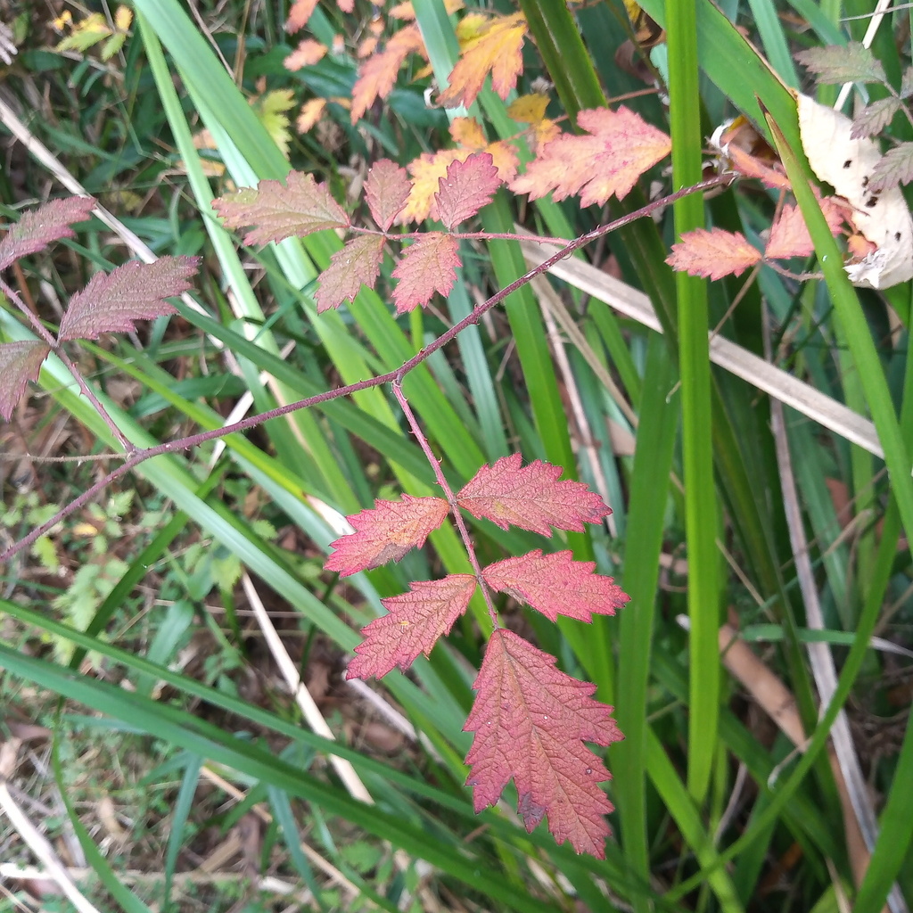small-leaf bramble from Olinda VIC 3788, Australia on April 16, 2025 at ...