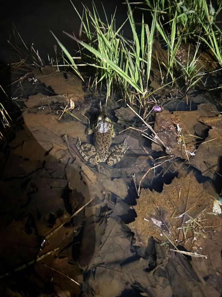 American Bullfrog from Reinhardt University, Waleska, GA, US on April ...