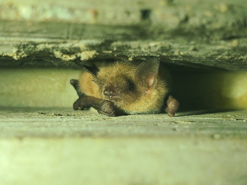 Yuma Myotis in April 2025 by Don Endicott. One of 25 captured at this ...