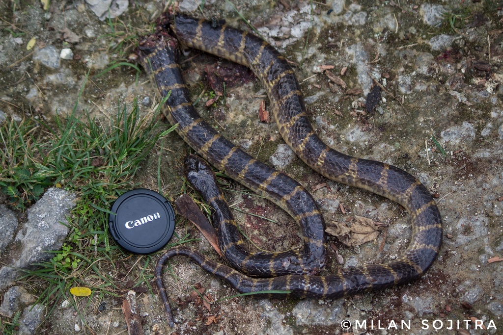Andaman Krait (Bungarus andamanensis) - Snakes and Lizards