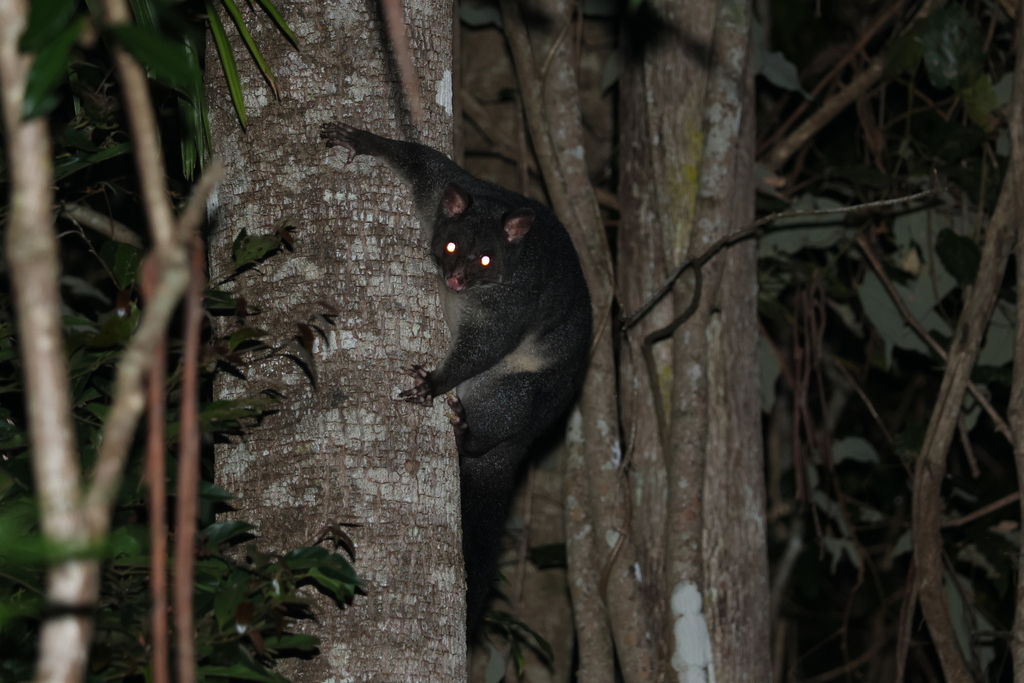 Short-eared Brush-tailed Possum from Boyland QLD 4275, Australia on ...