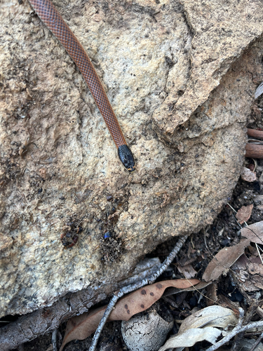 Gould's Hooded Snake (Suta gouldii) - Snakes and Lizards