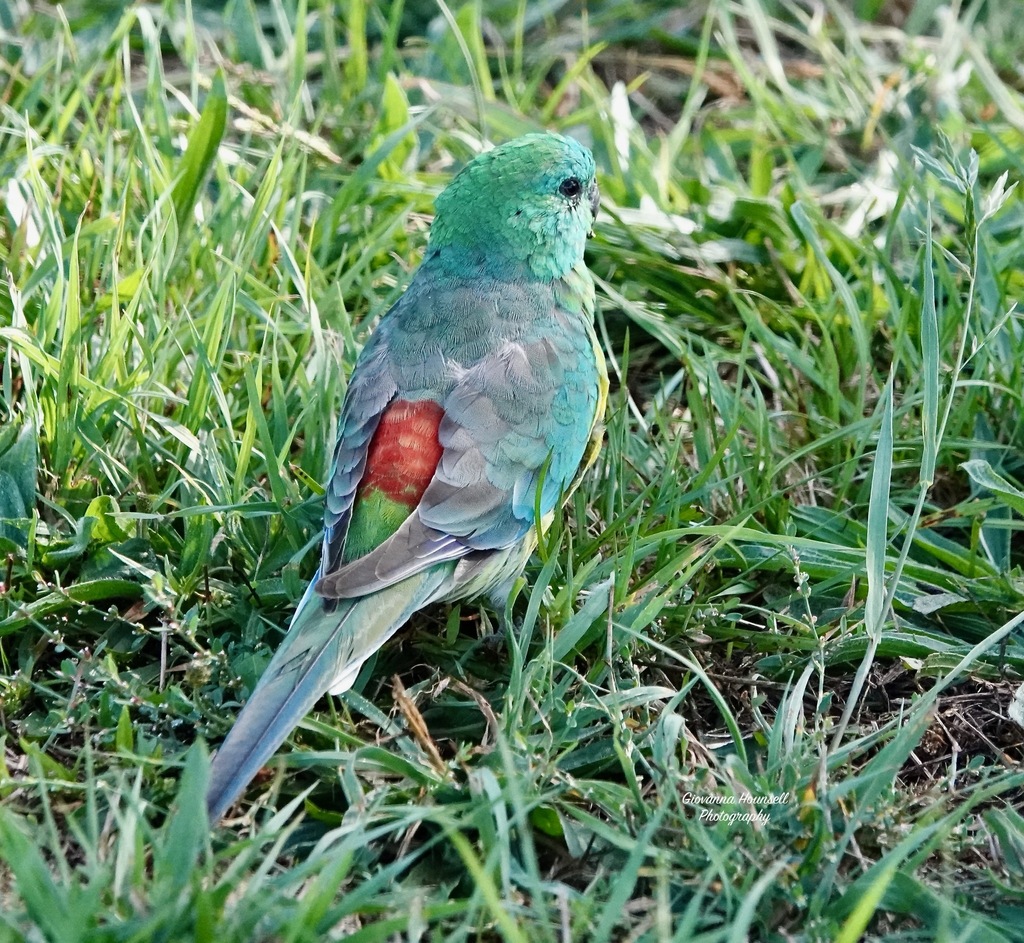 Red-rumped Parrot from Gungahlin, ACT, Australia on April 6, 2025 at 10 ...