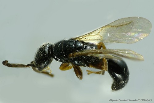 (Anisepyris aeneus)