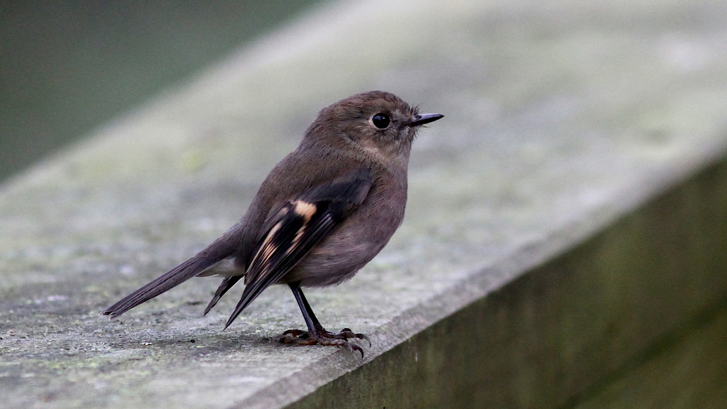 Pink Robin (Petroica rodinogaster) - Avian Discovery