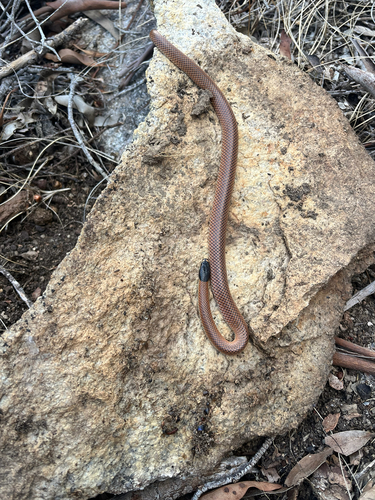 Gould's Hooded Snake (Suta gouldii) - Snakes and Lizards
