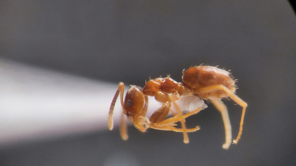 Formicine Ants from Banas, Uttarakhand 246123, India on April 17, 2025 ...