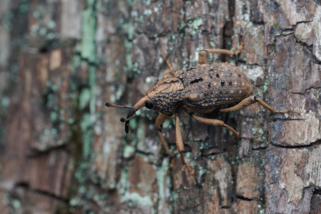 Sipalinus gigas from 中国浙江省杭州市西湖区 on July 4, 2023 at 08:41 PM by Li Jianbo · iNaturalist