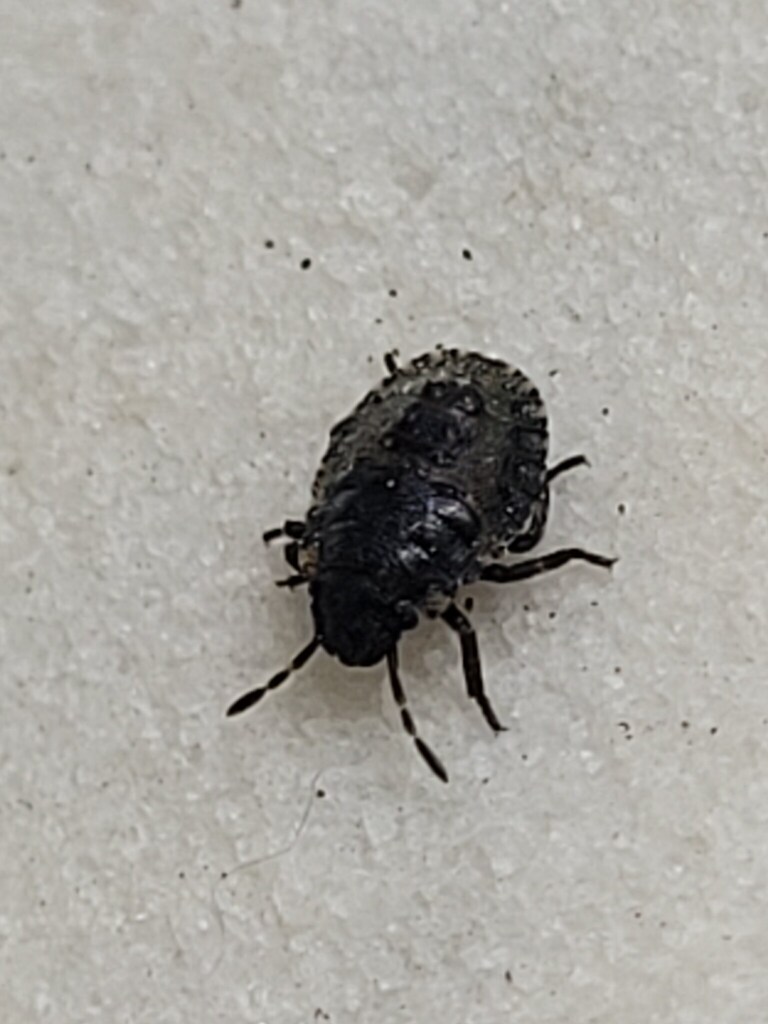 Forest Bug from Frankfurt-Süd, Deutschland on April 16, 2025 at 03:02 ...