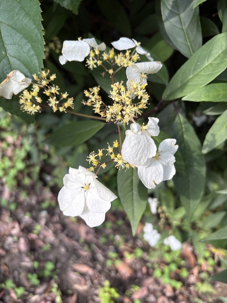 Chinese Hydrangea from 臺灣島, 石門區, 新北市, TW on April 17, 2025 at 03:55 PM ...