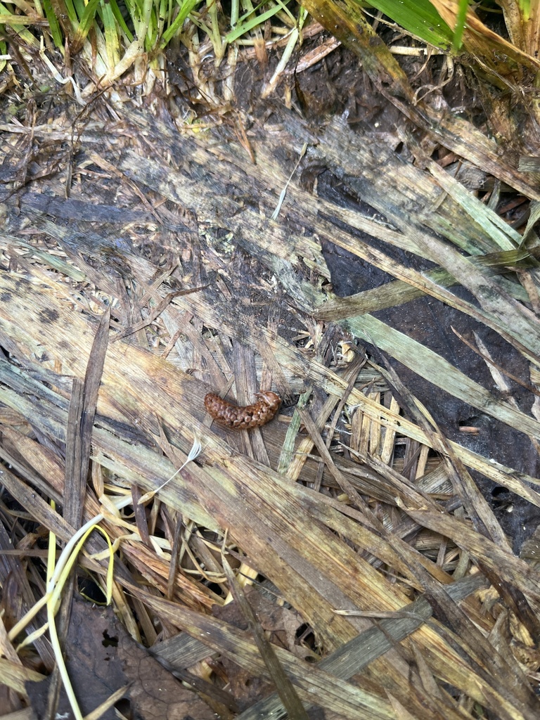 Banded Centipede from Esplanade Road, Paignton, England, GB on April 17 ...