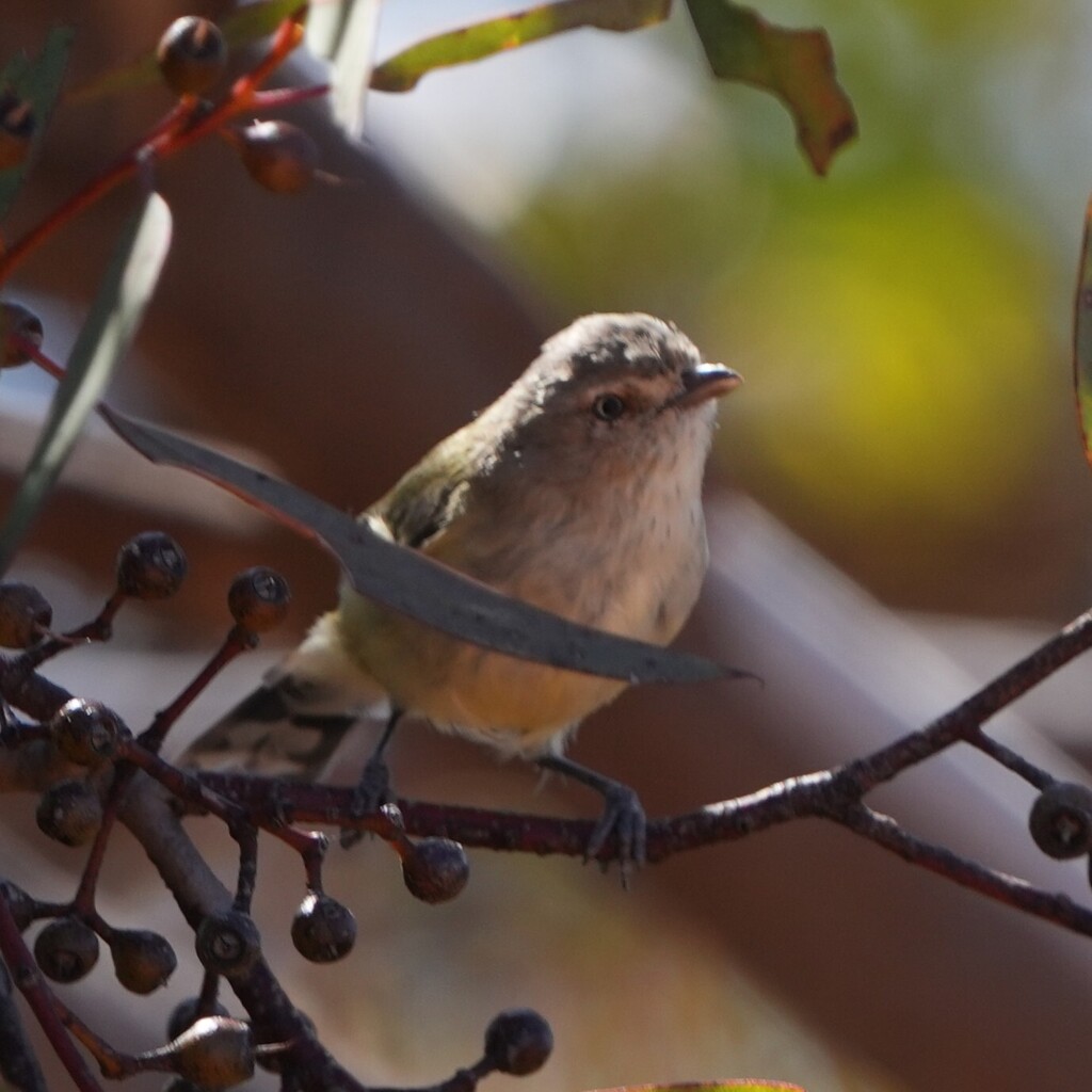 Weebill from Hattah VIC 3501, Australia on April 2, 2025 at 12:11 PM by ...