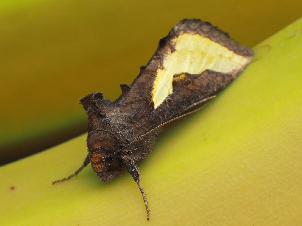 Slender Burnished Brass from Oropi 3173, New Zealand on April 16, 2025 ...