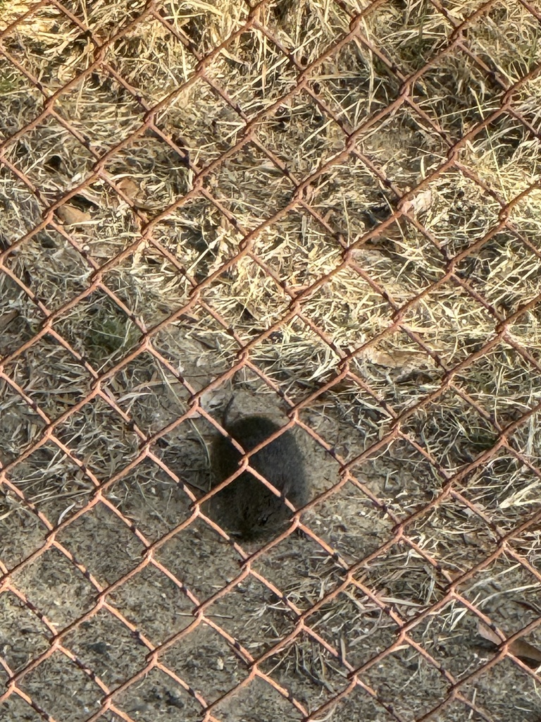 Old World Rats from Glenelg St, Portland, VIC, AU on April 12, 2025 at ...