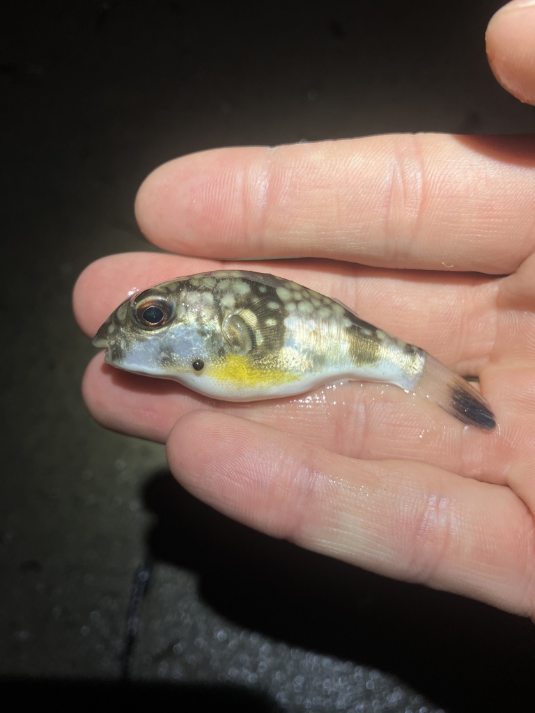 Chelonodon patoca from Ross River, South Townsville, QLD, AU on April ...