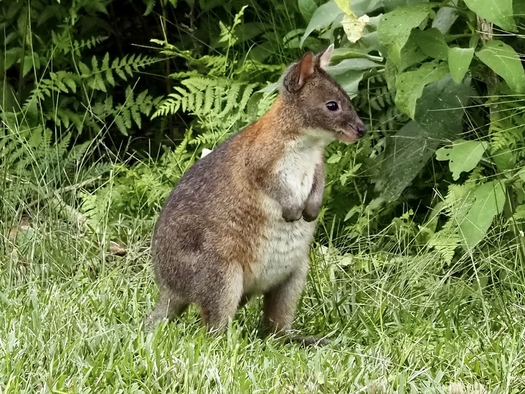 Red-necked Pademelon from Springbrook National Park, Qld, Australia on ...