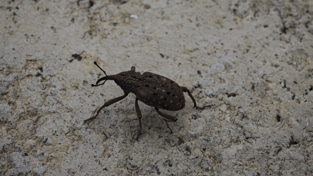 Sipalinus gigas from Zhoushan, CN-ZJ, CN on April 17, 2025 at 01:40 PM by 李博恒 · iNaturalist