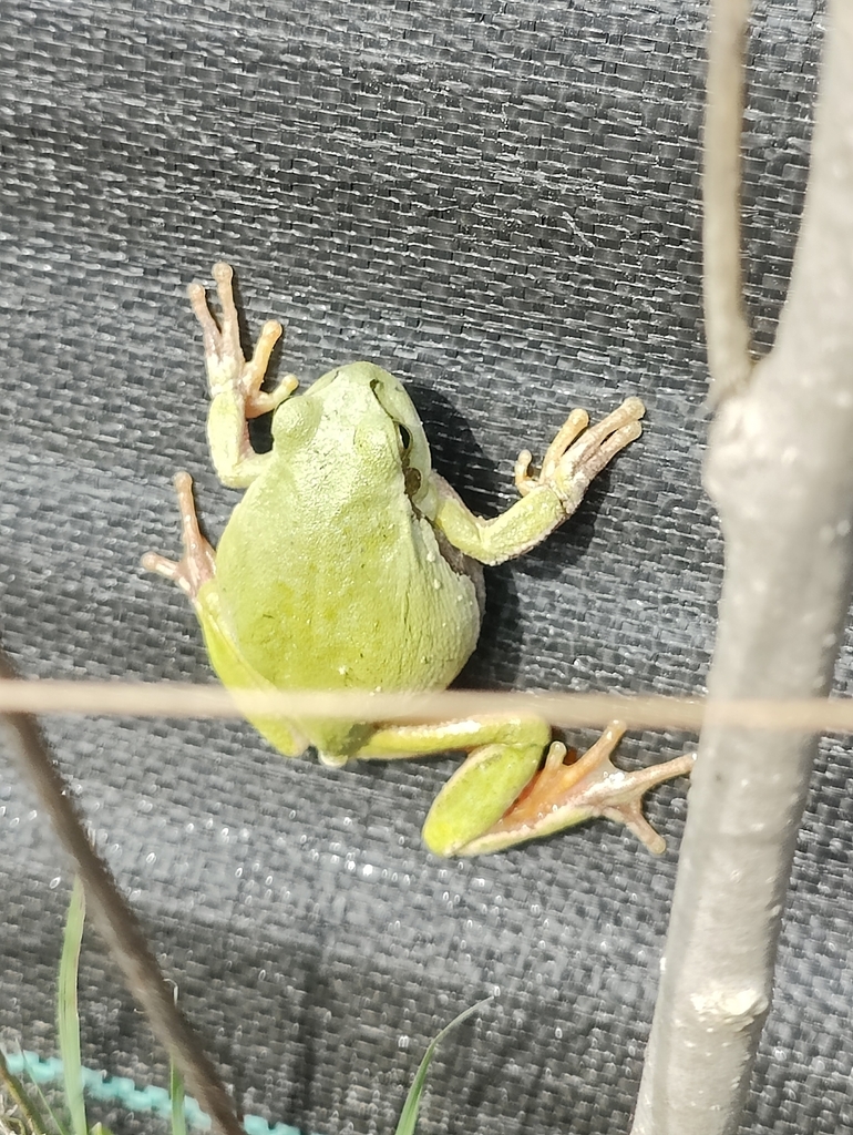 Eastern Tree Frog from Bielsk Podlaski, Polen on April 17, 2025 at 09: ...