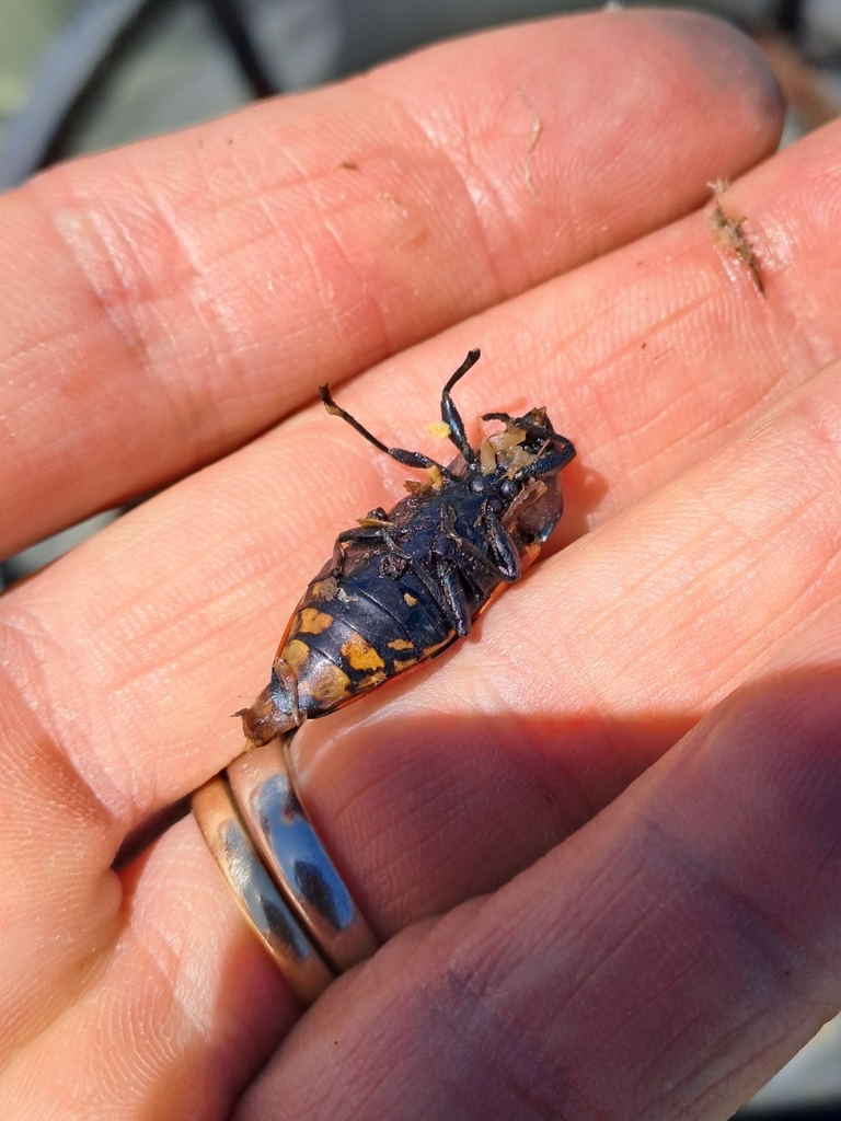 Temognatha maculiventris from 4188 Gwydir Highway, Elsmore NSW 2360 ...