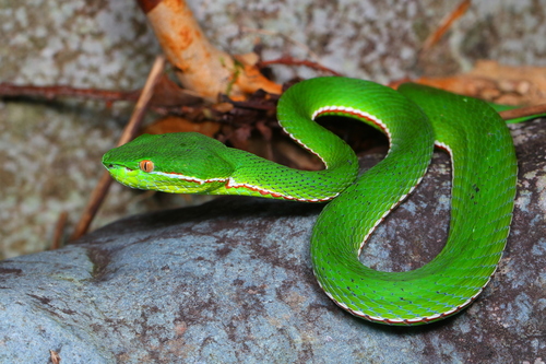 Chinese Green Tree Viper (Trimeresurus stejnegeri) - Snakes and Lizards