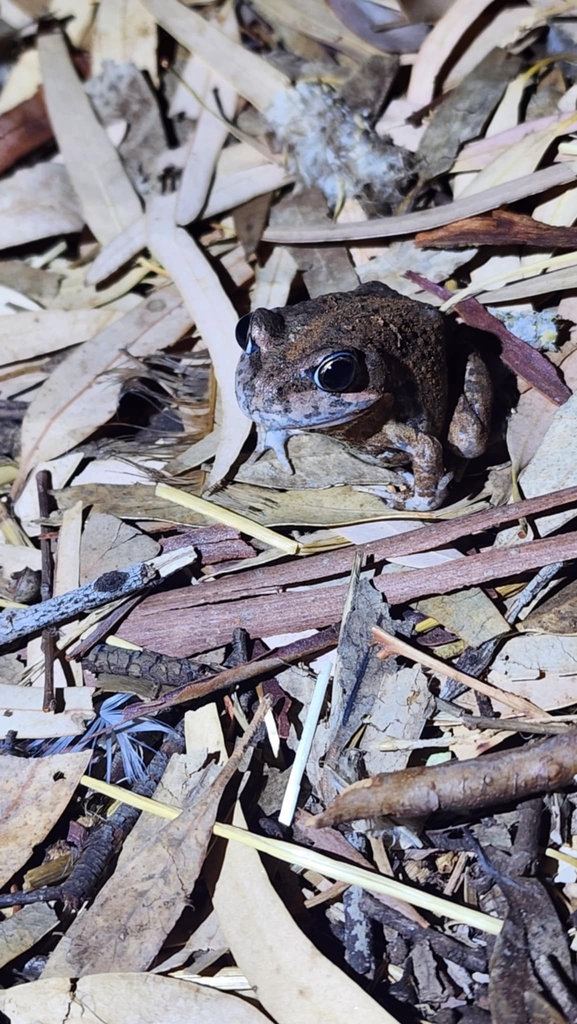 Eastern Banjo Frog in April 2025 by Harry. H · iNaturalist