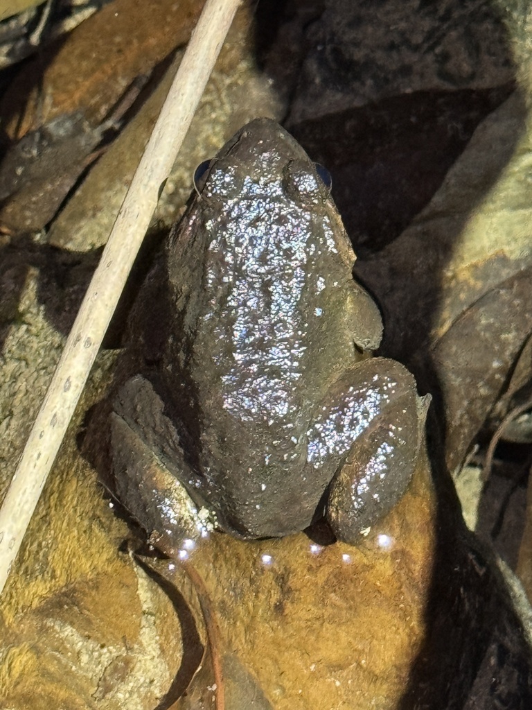 Namie's frog in April 2025 by Gina Genduso Barton · iNaturalist