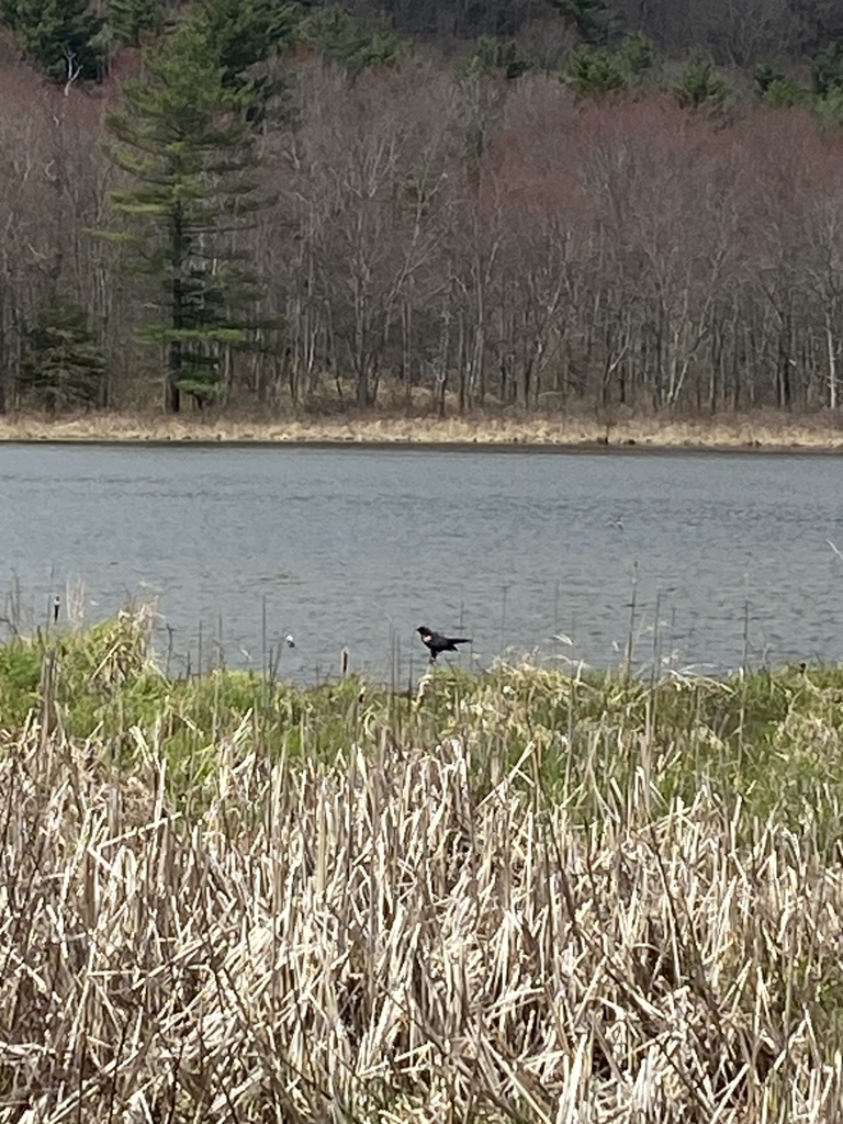 Red-winged Blackbird from Vestal, NY, US on April 15, 2025 at 12:37 PM ...