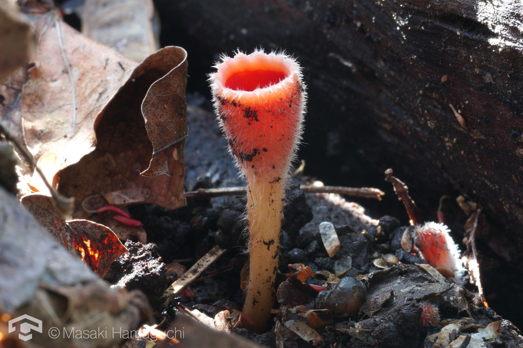 Microstoma macrosporum in April 2025 by Masaki Hamaguchi · iNaturalist
