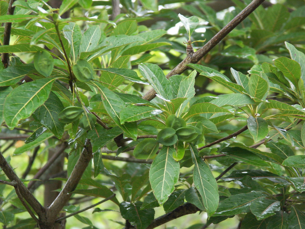 (Terminalia bentzoe) - Botanical Realm