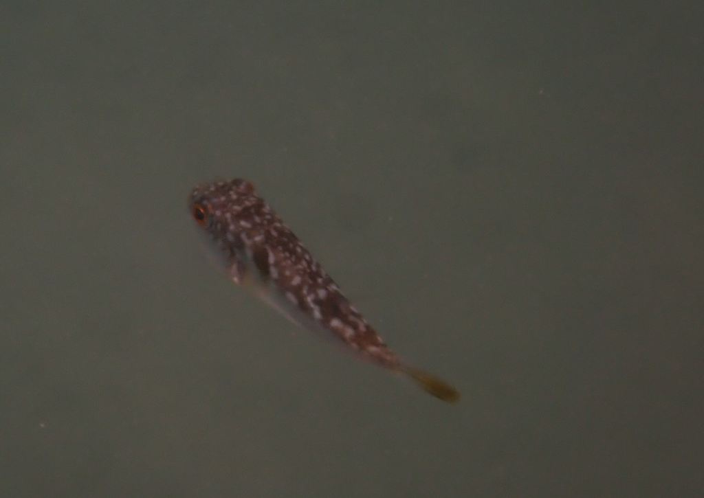 Fine-Patterned Puffer from Sharp Island on April 17, 2025 at 02:06 PM ...