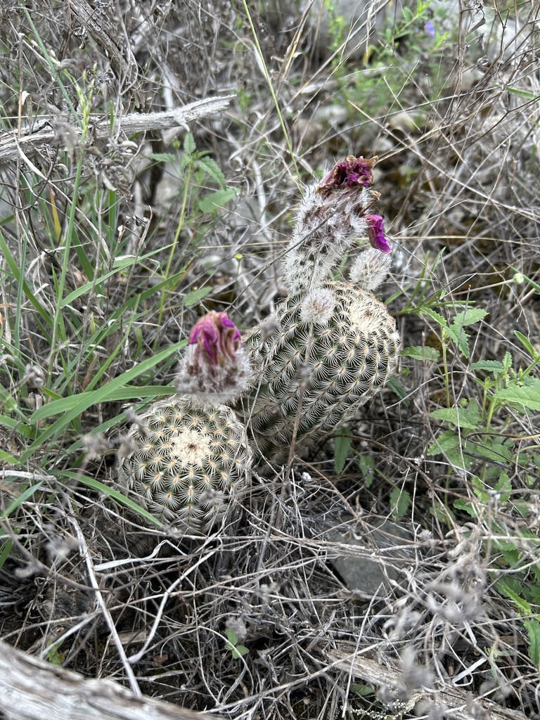 white lace cactus of Texas from Galm Rd, San Antonio, TX, US on April ...