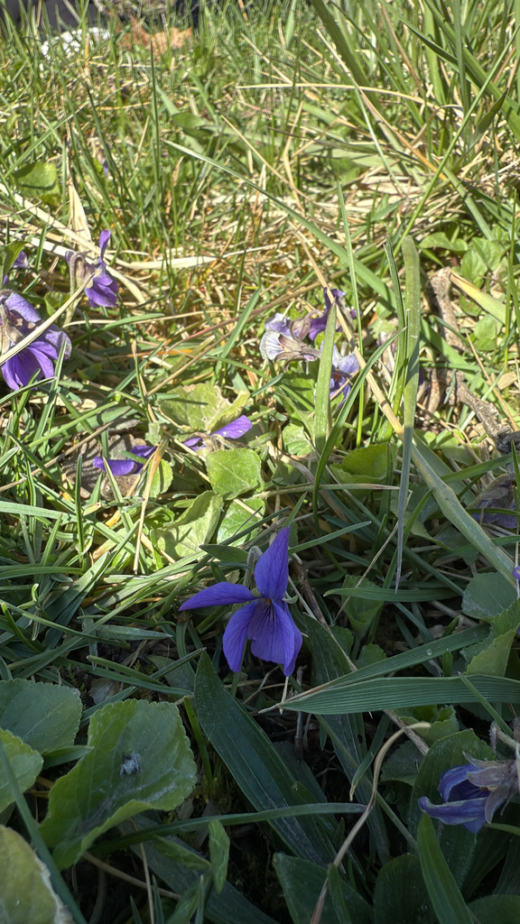 Sweet violet from Geneseo, NY, US on April 17, 2025 at 11:40 AM by ...