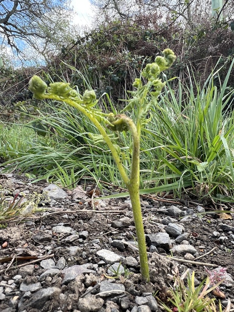 common bracken from Middleton, Belford, England, GB on 17 April, 2025 ...