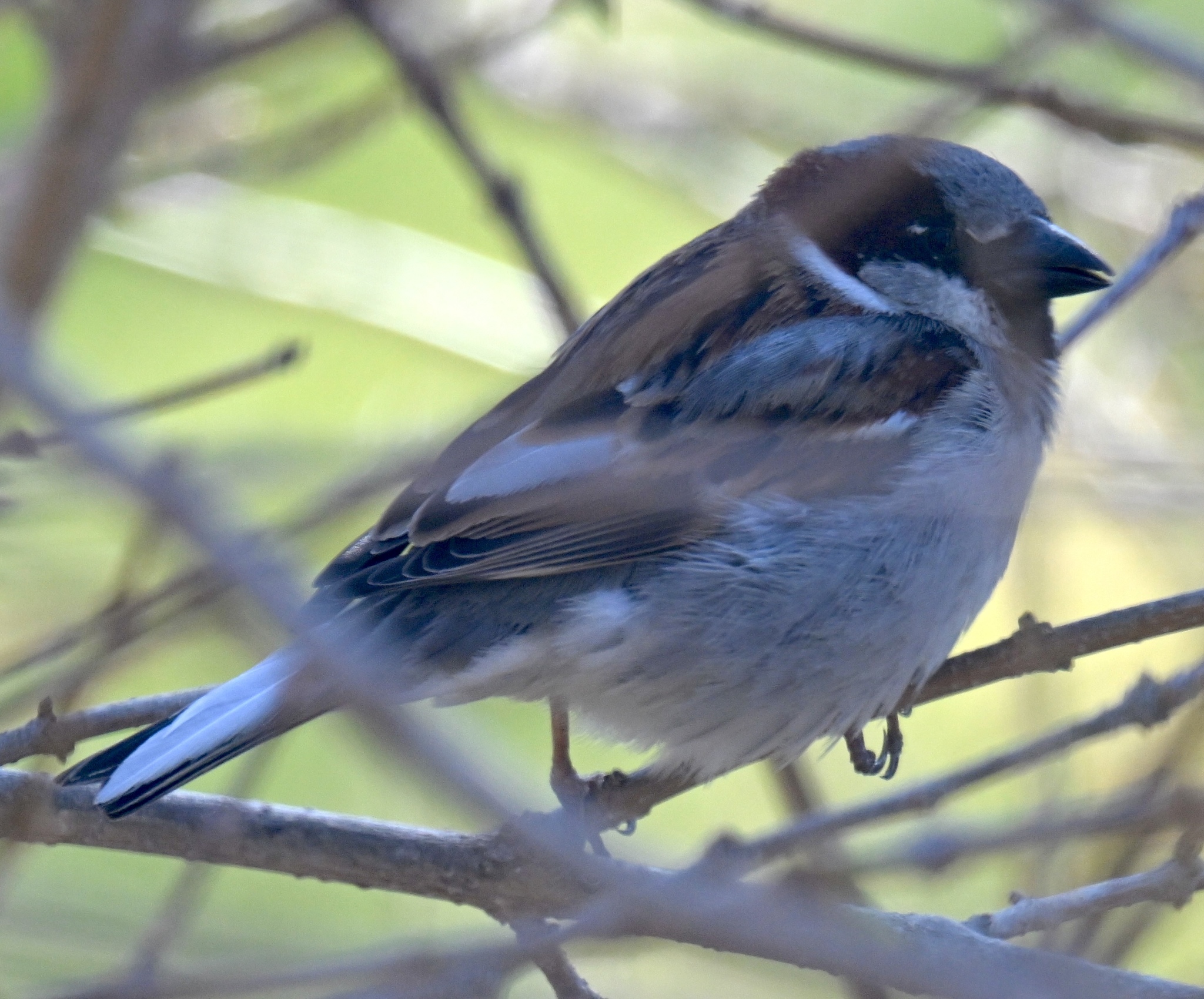 Best Images of Albino Feathered House Sparrow recorded starting October ...