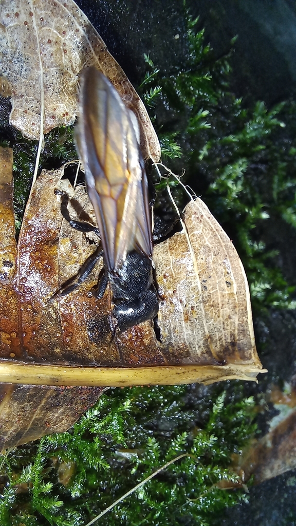Giant Turtle Ants from Santa María, Boyaca, Colombia on April 14, 2025 ...