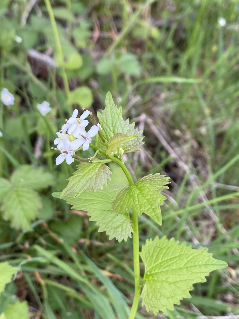 garlic mustard from Bures Hamlet, Bures, England, GB on 17 April, 2025 ...
