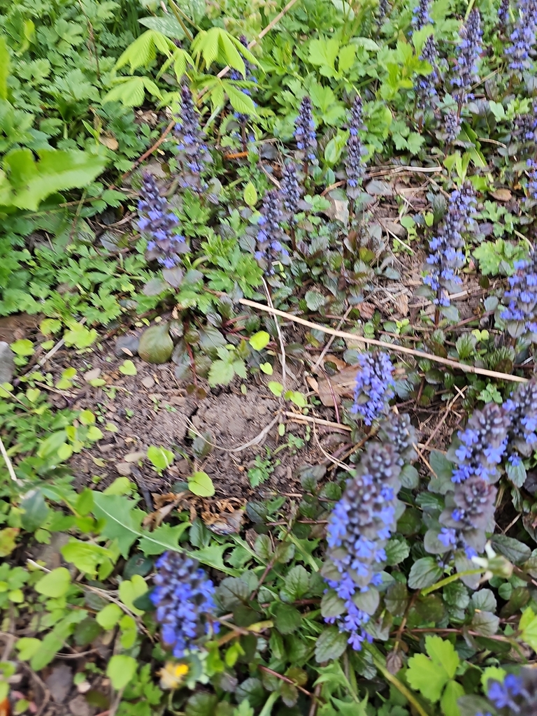 carpet bugle from Oldland Common on April 17, 2025 at 06:29 PM by Steve ...