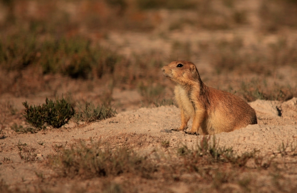 Mexican Prairie Dog (Cynomys mexicanus) - Know Your Mammals