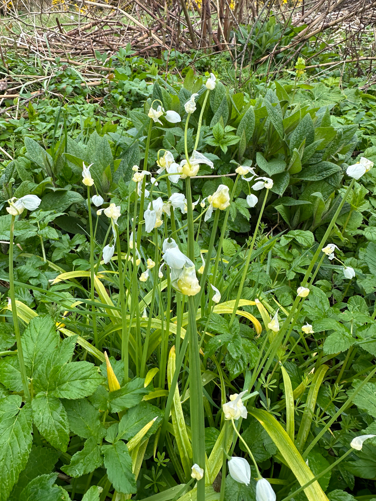 Few-flowered Leek from Fochabers, Scotland, GB on 17 April, 2025 at 03: ...