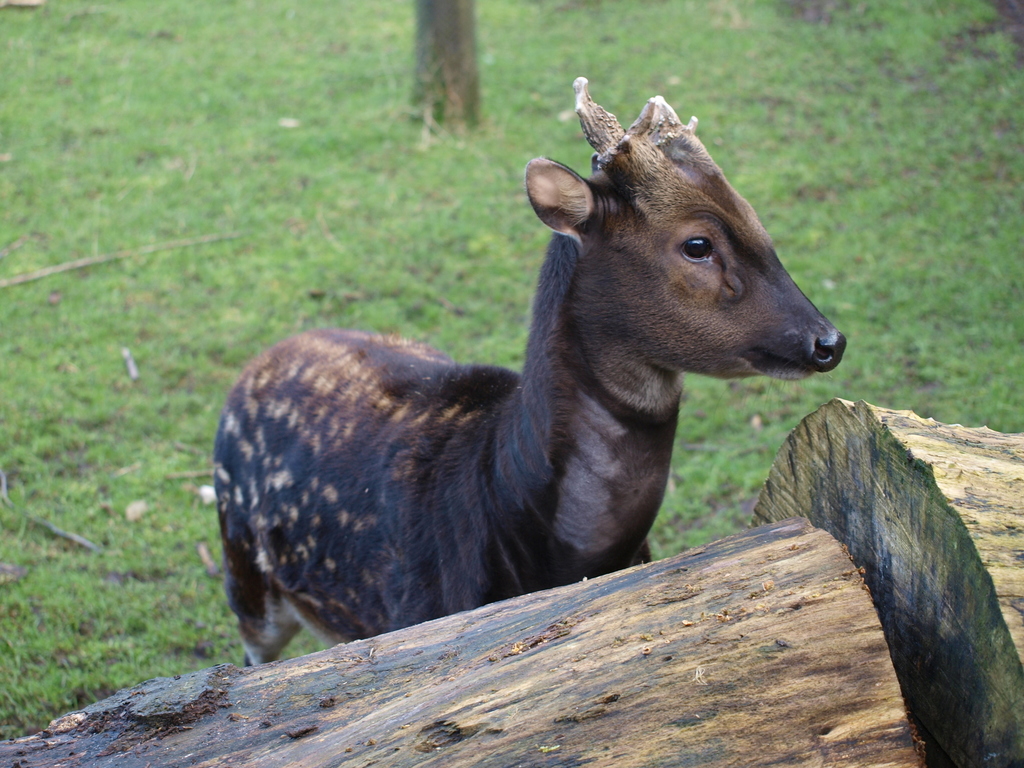 Philippine Spotted Deer