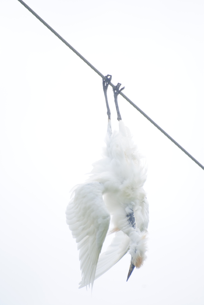 Cattle Egret from Saaifontein School on February 24, 2012 at 09:07 AM ...